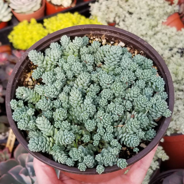 Sedum Dasyphyllum Major - Succulent Sunset Designs
