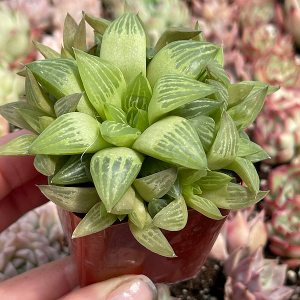 Haworthia Turgida - Window Pane Haworthia - Succulent Sunset Designs