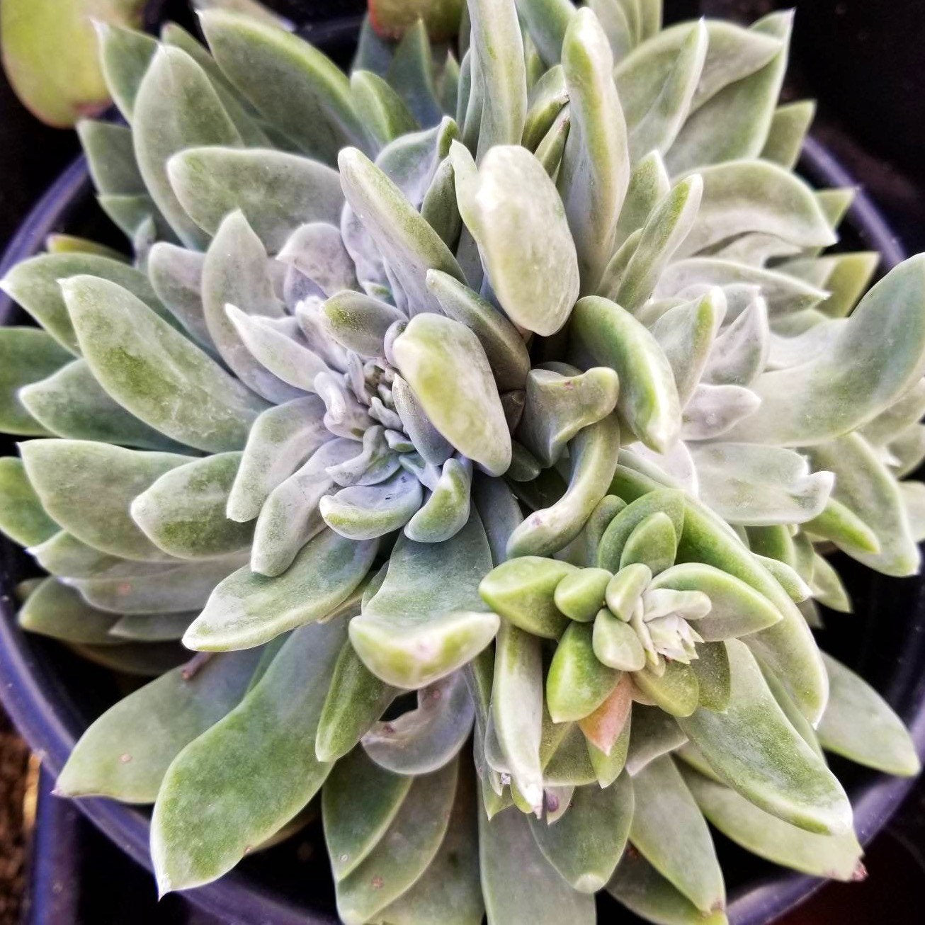 Rare Echeveria Dudleya liveforever Cluster - Succulent Sunset Designs